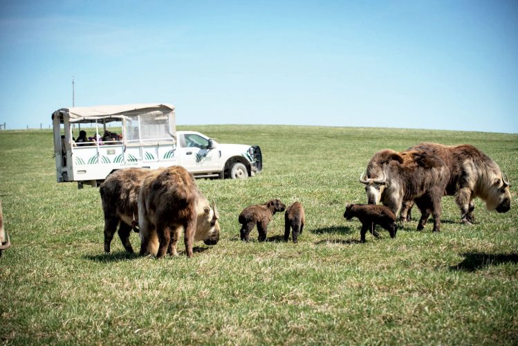 The Wilds safari park opens for season | News, Sports, Jobs - Marietta Times